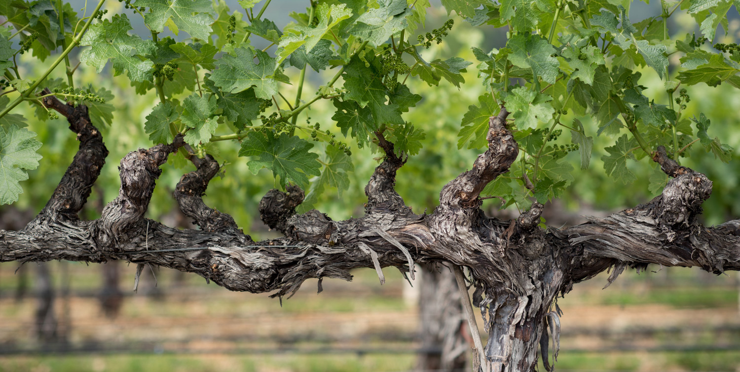 Beckstoffer To Kalon Vineyard, BFD, Oakville - TOR